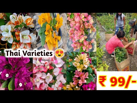 100+ colours rare variety bougainvillea online sell #bougainvillea #garden #flower #plants