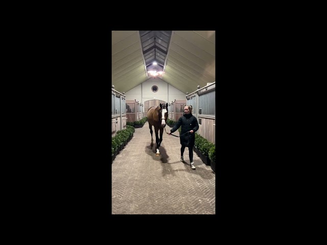 Auction Mechelen | Gaspard De Barrylou Z