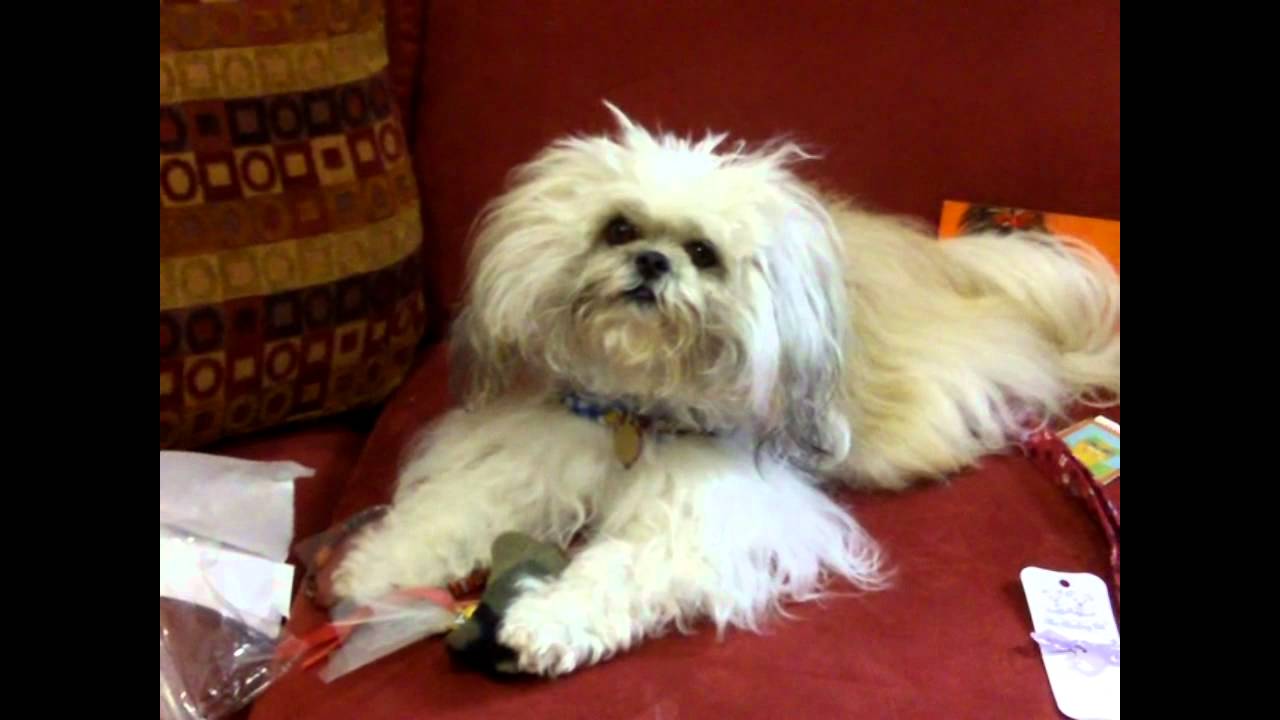 PetsJubilee Commercial Jul2011.MOV