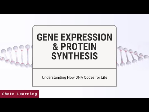 Gene Expression & Protein Synthesis PowerPoint Presentation and Speech Guide