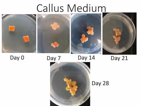 Carrot Callus Induction 6 - Day 28 - Plant Tissue Culture