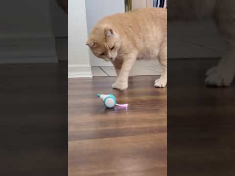 Interactive Cat Toys for Indoor Cats Automatic Cat Toy #shorts || HM Gadget Review