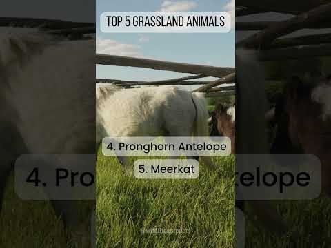 Top 5 Grassland Animals