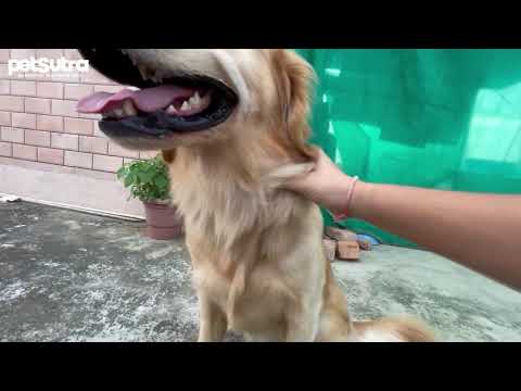 Checking Body Condition Score (BCS) | Dog Food Diet Calculator