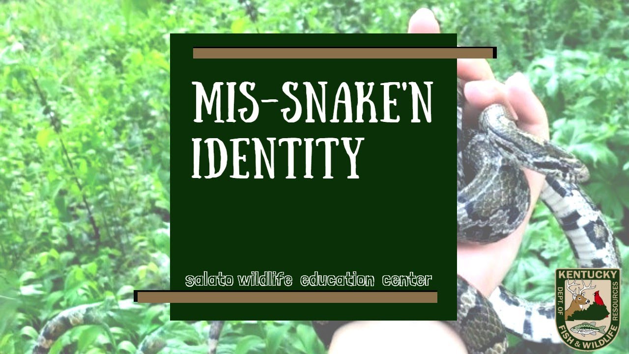 Mis-Snake'n Identity