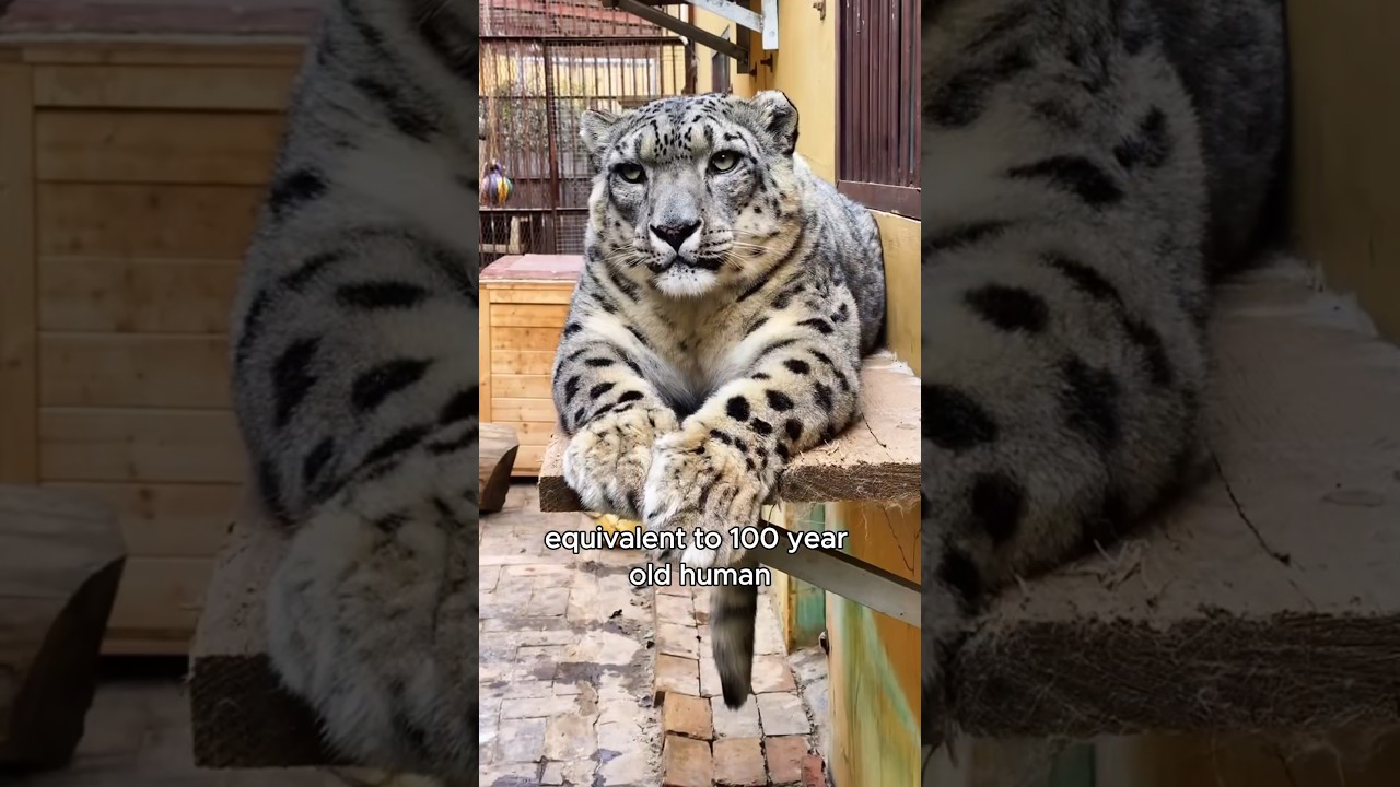 The secret to the old snow leopard’s longevity #animals #love #shorts