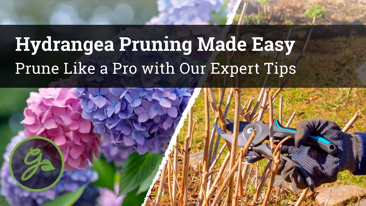 How to Prune Hydrangeas / Prune Like a Pro with Our Expert Tips
