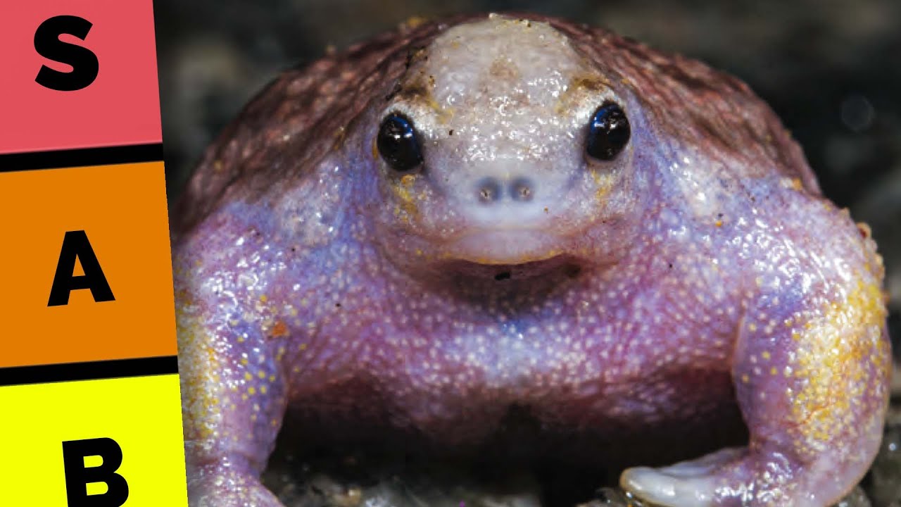 Ugly Frog Tier List