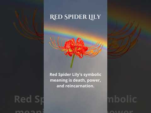 Red Spider Lily is death, power, and reincarnation. ❤️ Click link in bio!!!