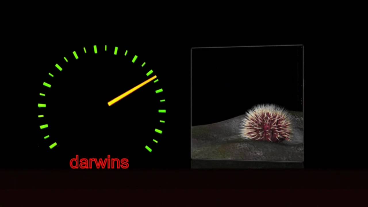 How Fast Is Evolution?