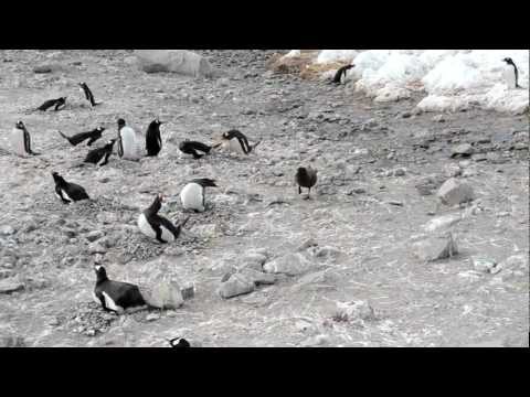 Skua attacks penguin, steals chicks and eats them whole (graphic)