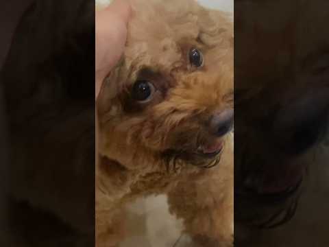 Thoughts on skin walker dogs? #skinwalker #dog #puppy #stream #funny #vacation #doodle #cosplay
