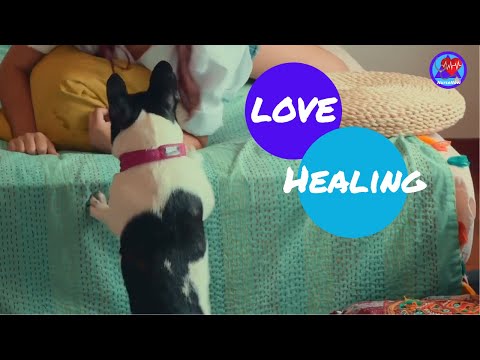 5 Benefits of Emotional SUPPORT Animals