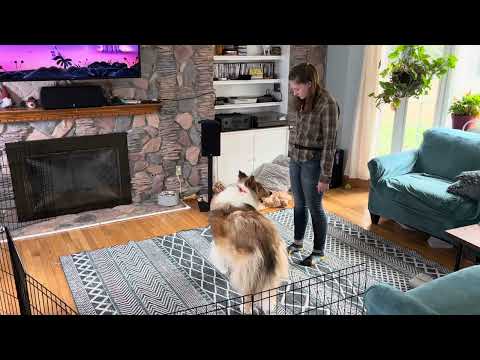 A Better Dog in 365 Days: Introduction Part 2: Conditioning a Marked