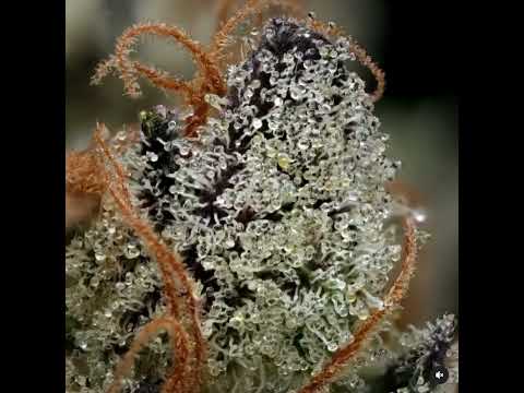 Gelato #33 Strain by Video.Macro. Gelato Weed Strain. Cannabis Training University.