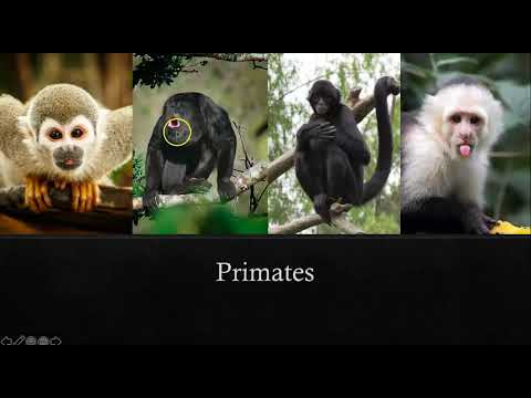 Terrestrial Biomes