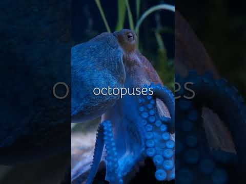 How do octopuses release their ink? 🐙
