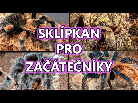 Chov pavouků: Jak zařídit terárium pro sklípkany - Dumazahrada.cz
