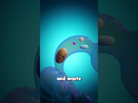 How Your Body Turns Food Into Poop