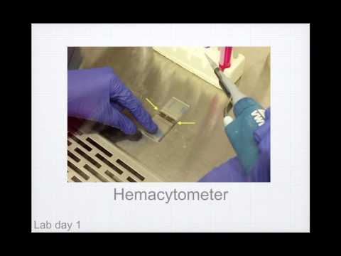 Culture of cells growing in monolayer and in vitro cytotoxicity testing