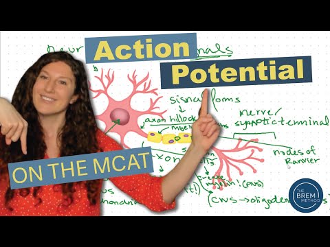 Mastering MCAT Biology: Action Potential and the Anatomy of a Neuron