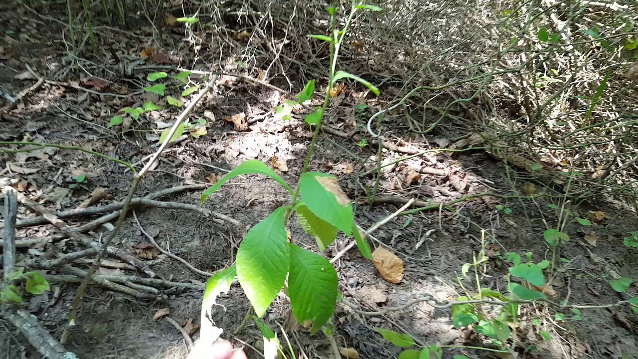 Elephantopus carolinianus aka elephant's foot
