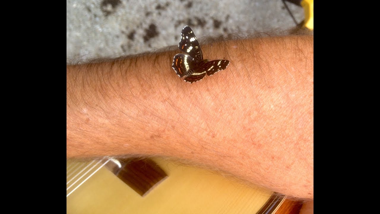 Mon Papillon, Finger Style by Mike Ohardy, on Hanika Lattice Cut Custom