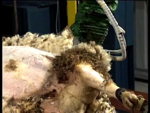 Robotic Sheep Shearing | Hackaday