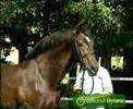 Landgraf I: Deckhengst, 1 horse.movie, Pedigree - rimondo