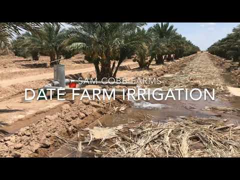 Sam Cobb Date Farms: California dates grown with flood irrigation #irrigation #dates #datepalm