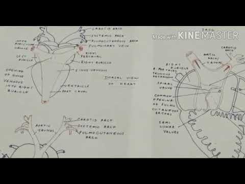 Frog. Structure of heart.part 1