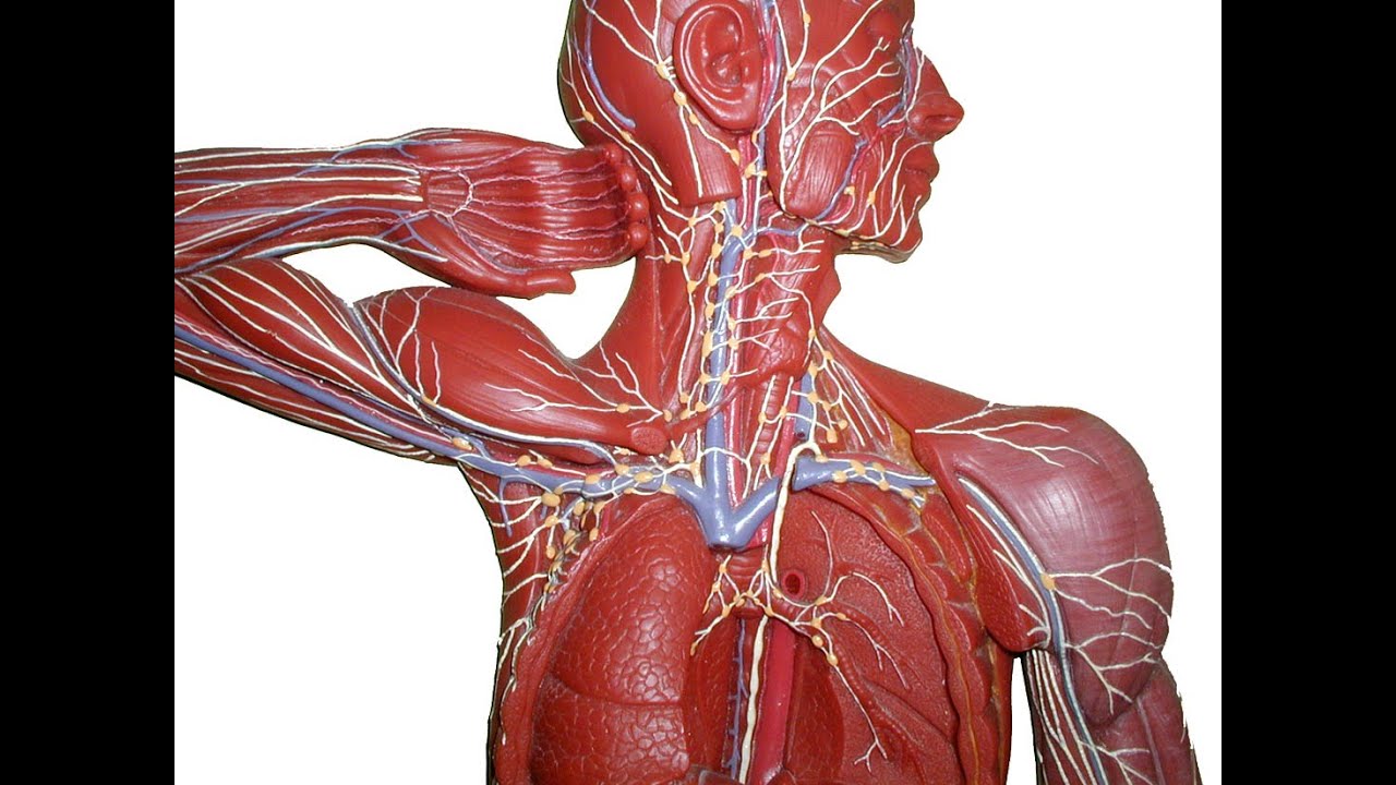 Lab 10.8 - Lymphatic system