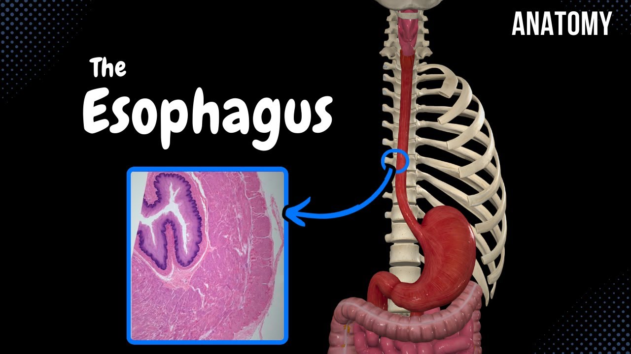 Esophagus (Parts, Curvatures, Constrictions, Layers) - Anatomy