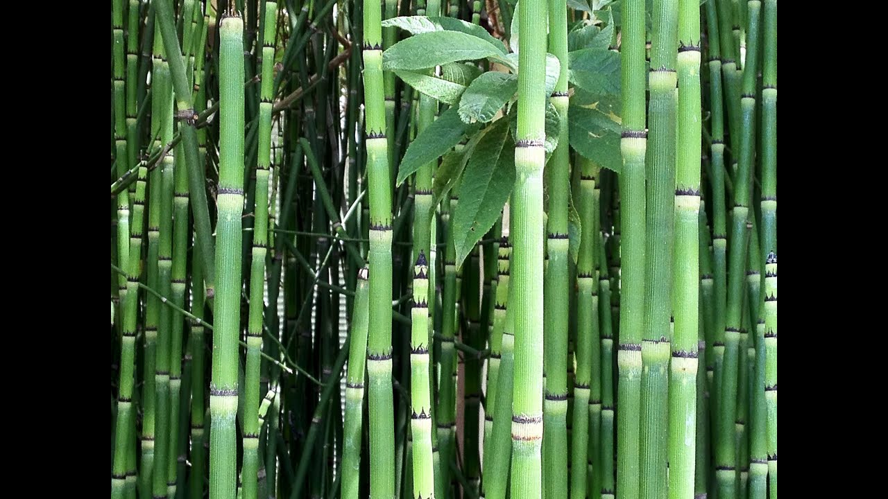 PRNC Nature Notes: 