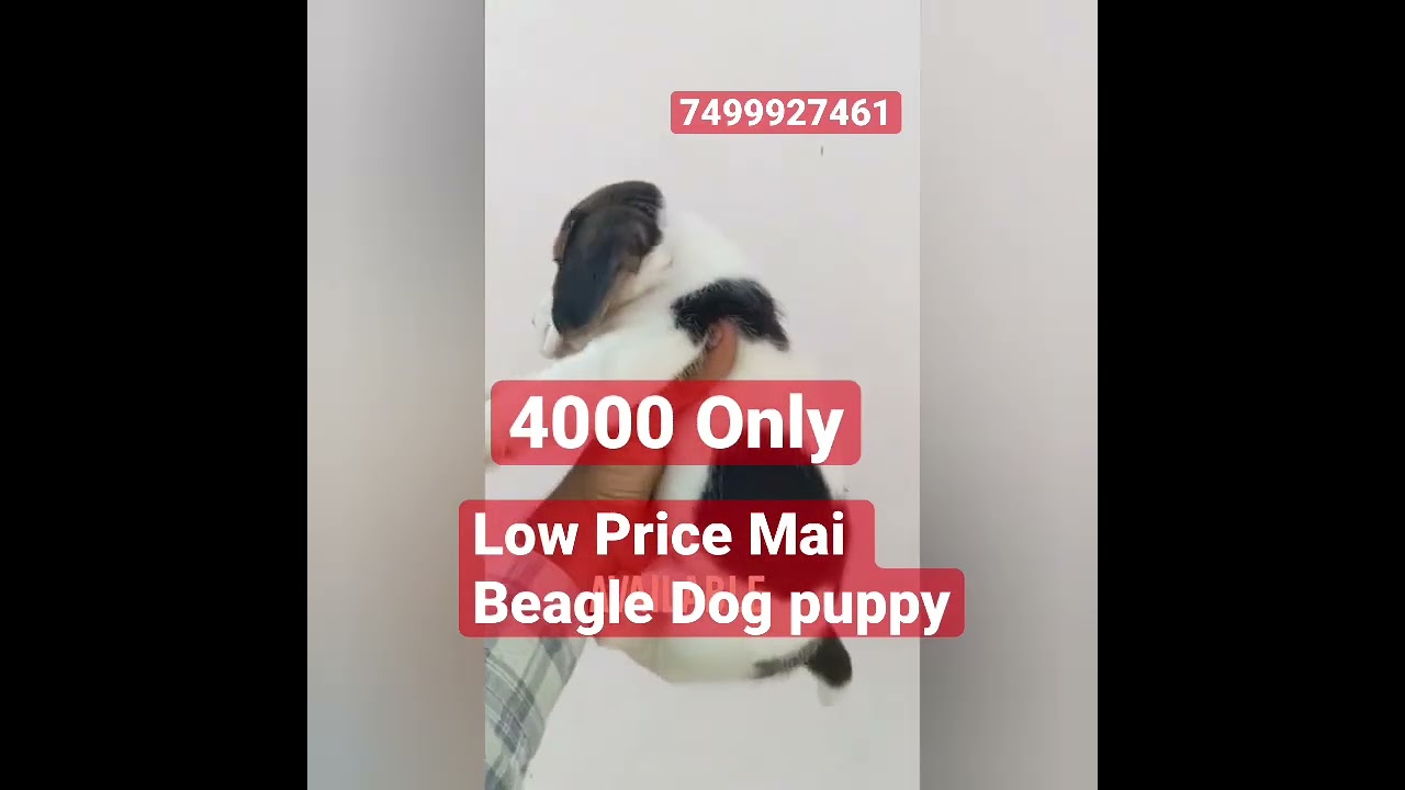 4000 Only Top Quality Beagle Dog Puppy For Sale 💯#shorts #viral #beagle #ytshorts #shortvideo #dog