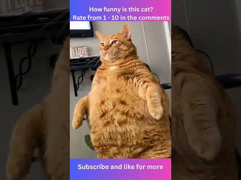 Funny fat cat memes #shorts