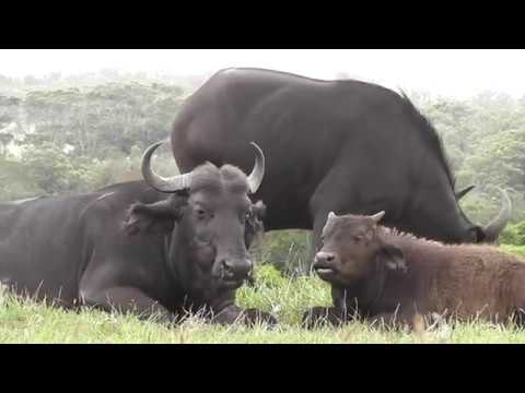 2015 Africa Asia Wildlife on cruise Oceania Nautica