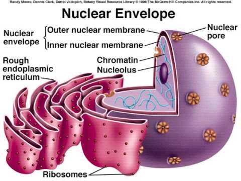 Top 30 Popular Photo cell cycle regulation ppt .