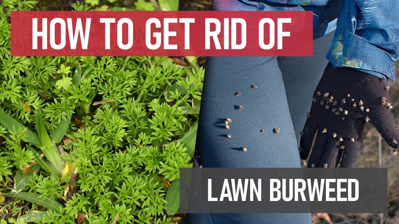 Lawn Burweed Control: How to Get Rid of Lawn Burweed