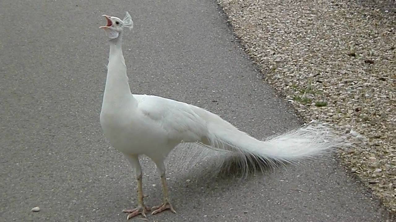 White Peacock Call
