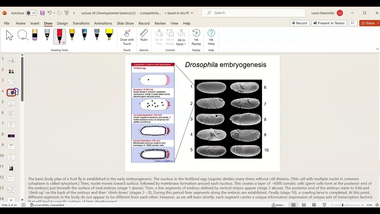 Bio 240 - Lesson 26 (Lec 20 ppt slds 1-43) All of Developmental Genetics