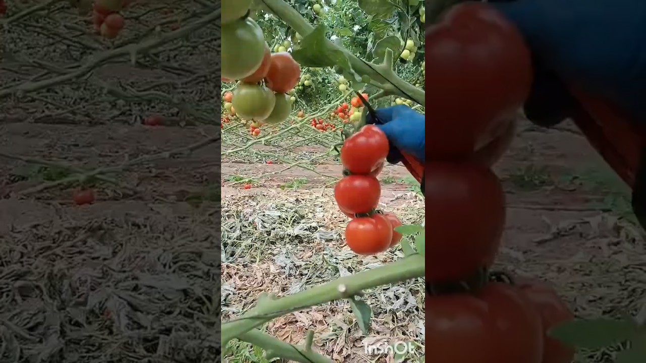 Poda de Tomates: El Truco Definitivo para Obtener Frutos ENORMES 🍅✂️ #plantas #huerto #jardin