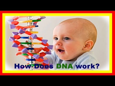 DNA Explained | Biology For Beginners
