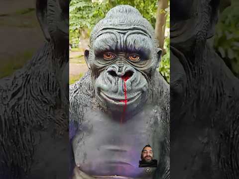 Gorilla🦍 nose bleeding treatment #animals #monkey #gorilla #viral short #shorts #candy #yummy #asmr