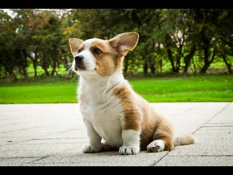 Grand Opening of the Surrey School of Veterinary Medicine 2015 - Teaser
