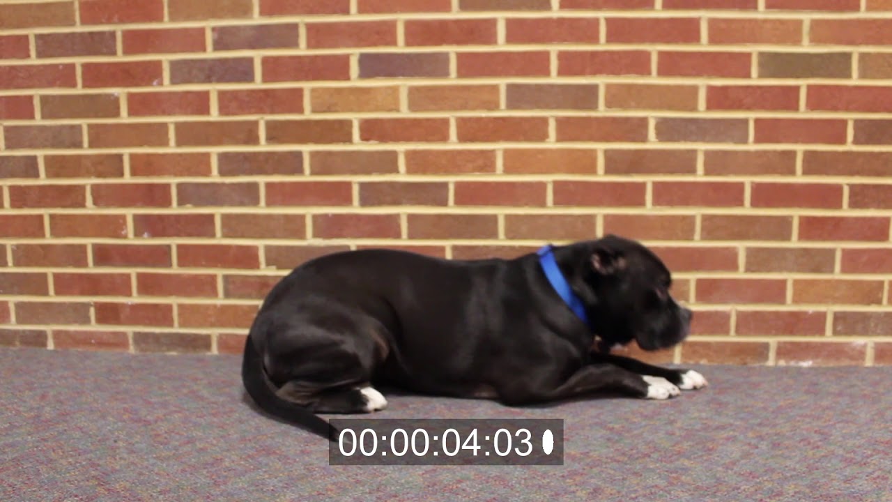 Dog Laying Down ~ Animation Reference Video
