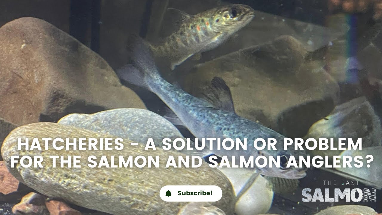 Hatcheries - a solution or a problem?