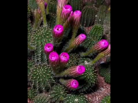 🌵 first association that arises when you say cactus is their prickly needles and green trunk #shorts