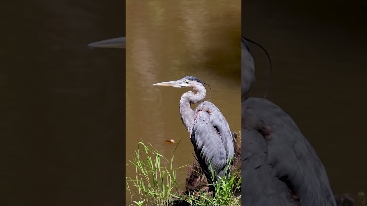 Great Blue Herons