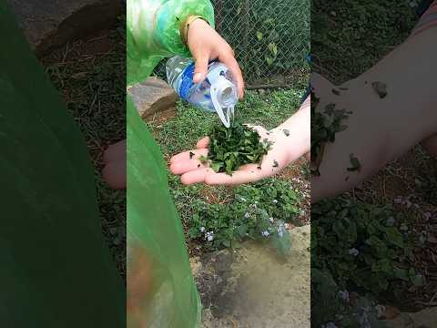 Enjoy some #indigo dye #asmr leaf crunches as we made dye while hiking #vietnam #travel